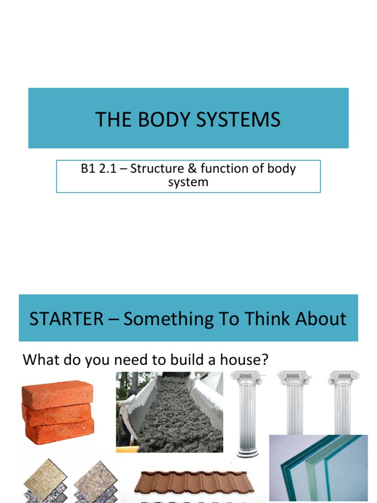 Year 7 Notes Chapter B1. 2 Structure and Function of Body System | PDF ...