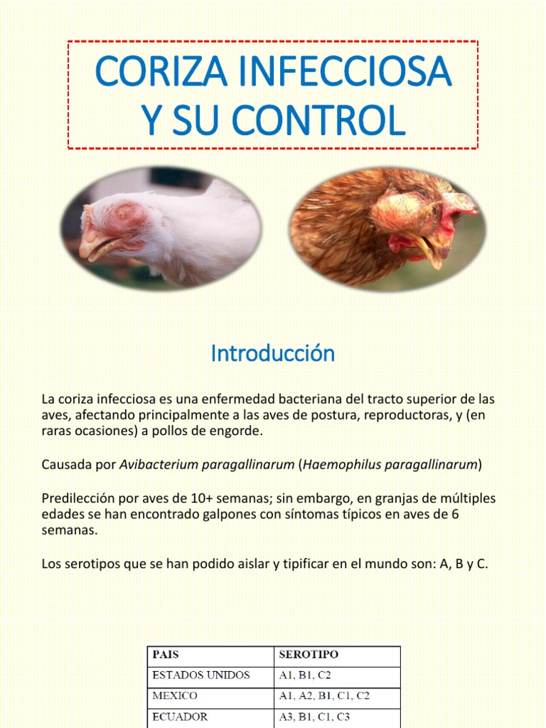 Coriza Infecciosa | PDF | Aves | Medicina