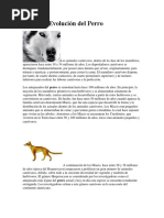 Evolución Del Perro | PDF | Perros | Osos
