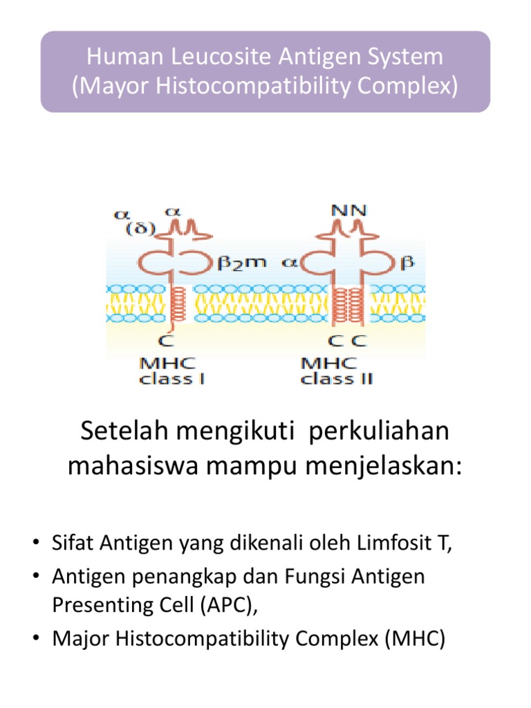 MHC I, MHC II, Apc | PDF | Major Histocompatibility Complex | Antigen