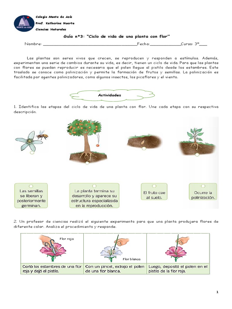 Ciclo de Vida de Plantas con Flor | PDF | Flores | Germinación