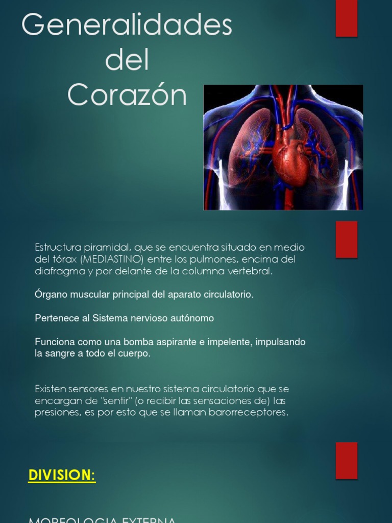 Generalidades Corazon | PDF | Corazón | Vena