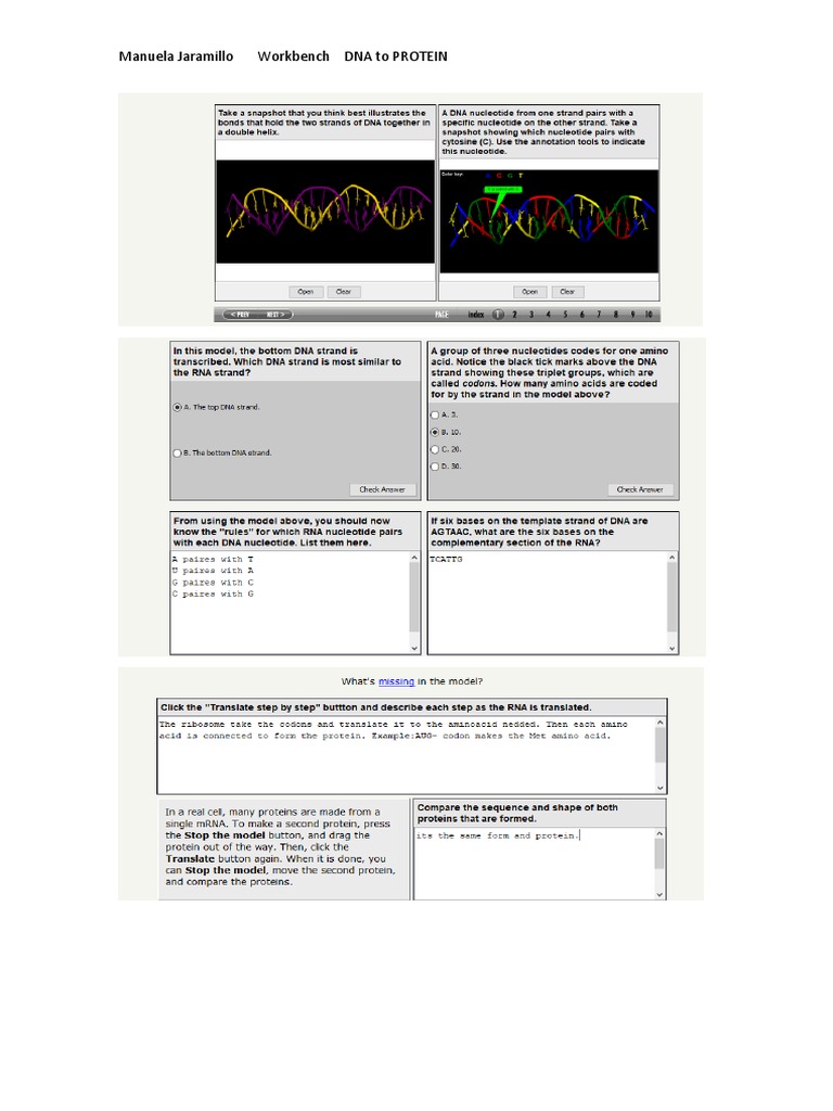 Manuela Jaramillo Workbench DNA To PROTEIN | PDF