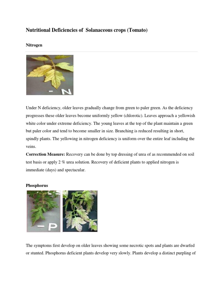 Nutritional Deficiencies in Tomato & Potato | PDF | Plant Nutrition | Leaf