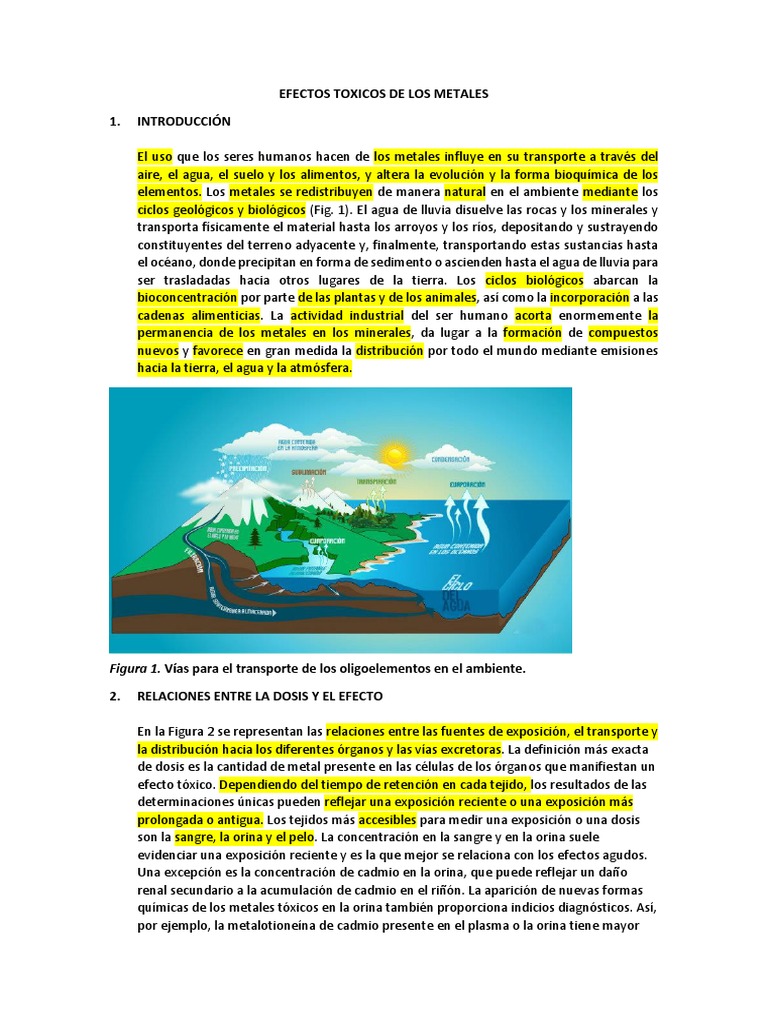 Efectos tóxicos de los metales en humanos | PDF | Cadmio | Mercurio ...
