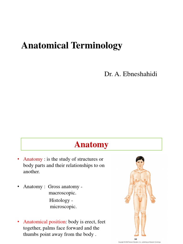 Anatomical Terminology PDF | PDF | Anatomical Terms Of Location | Ct Scan