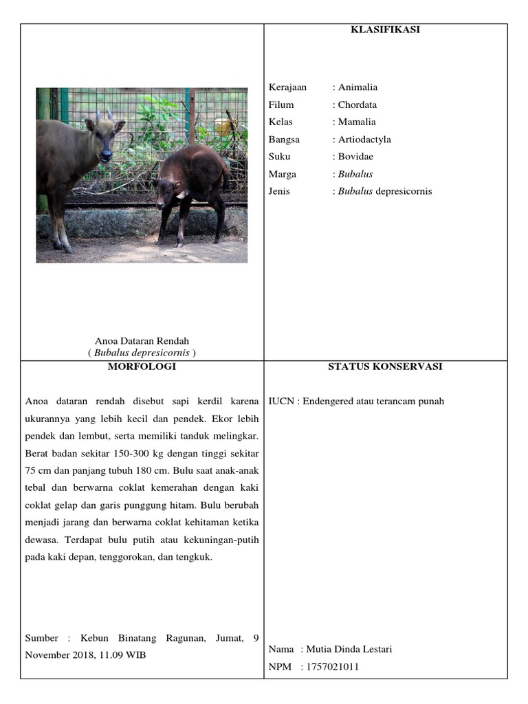 Anoa Dataran Rendah | PDF