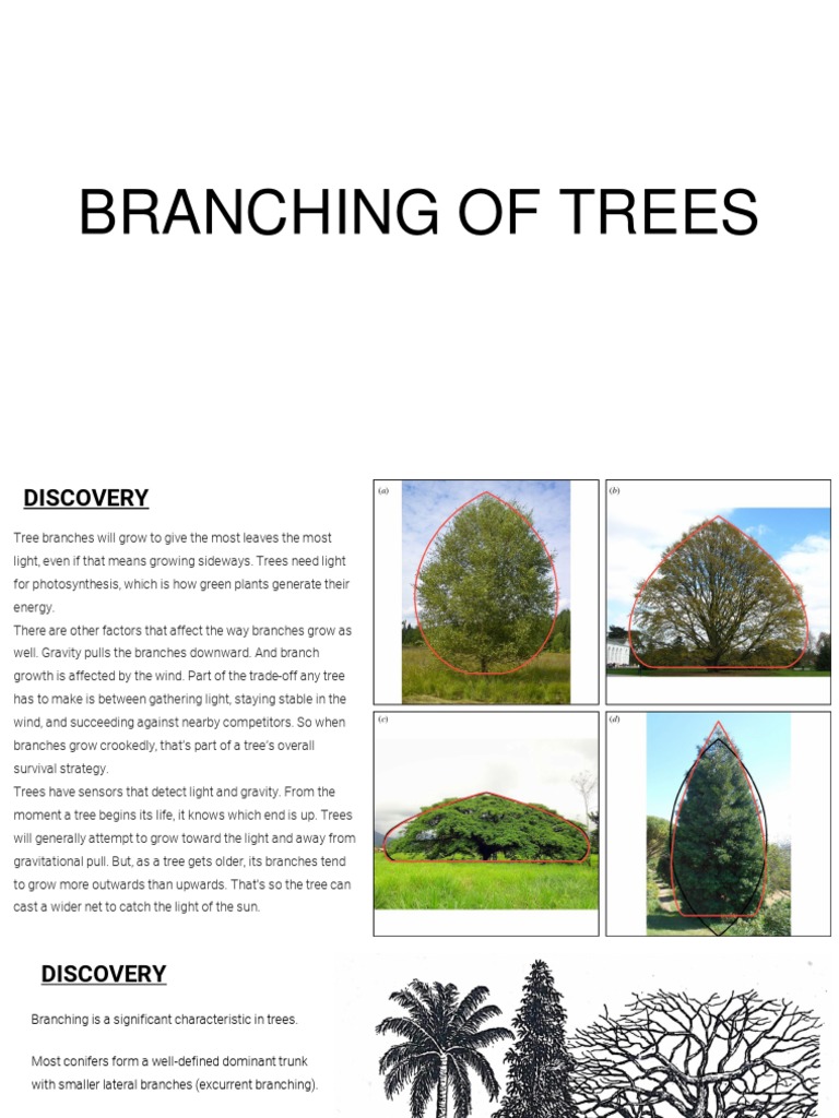 Branching of Trees | PDF | Trees | River