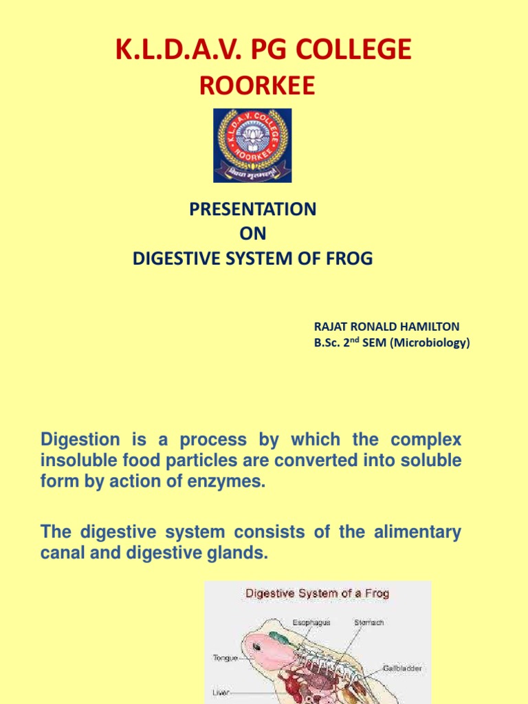 Digestive System of Frog PDF | PDF | Digestion | Stomach