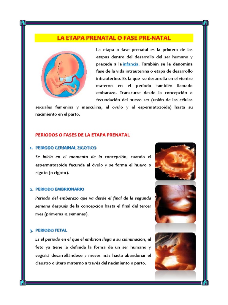 La Etapa Prenatal o Fase Pre | PDF | Salud y bienestar | Ciencia y ...