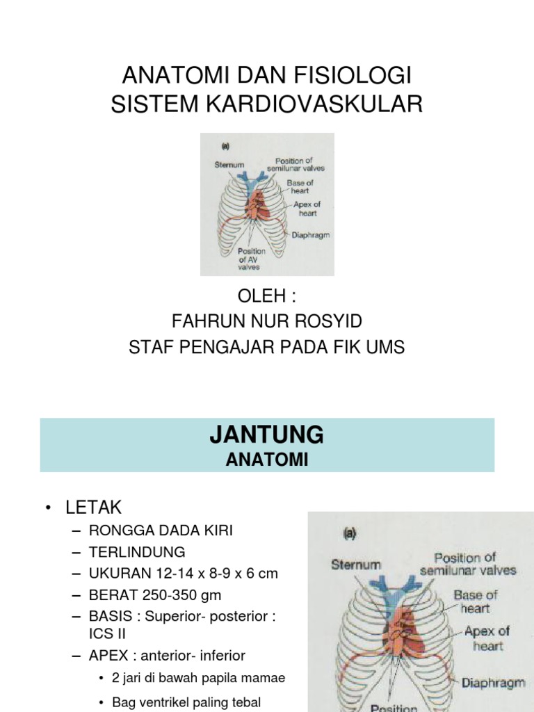 Anatomi Fisiologi Sistem Kardiovaskuler | PDF