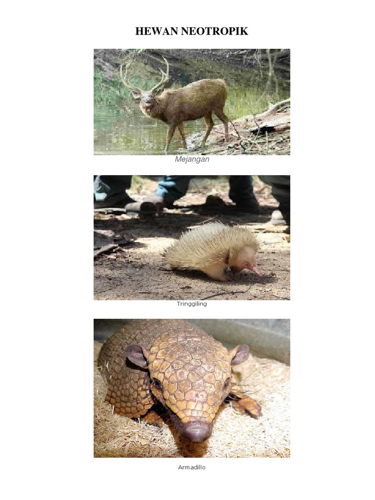 Hewan Neotropik: Mejangan | PDF