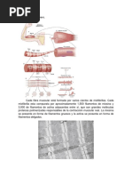 Estructura y función de la miosina | PDF | Biología Molecular ...