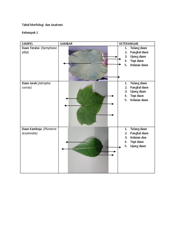Tabel Morfologi Daun Tumbuhan | PDF | Sains & Matematika