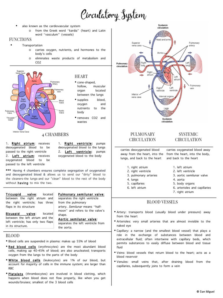 Circulatory System: - 4 Chambers | PDF | Circulatory System | Digestion