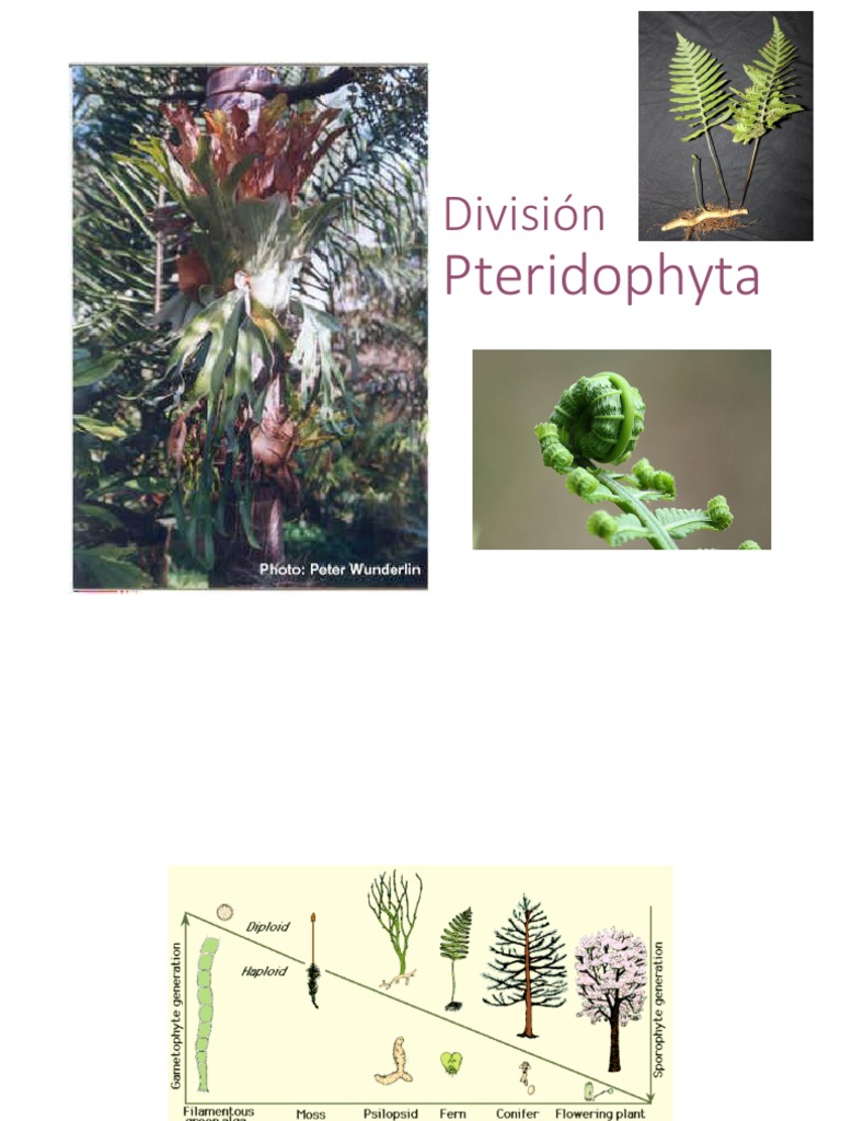 12 Pteridófitos 2019 | PDF | Helecho | Plantas