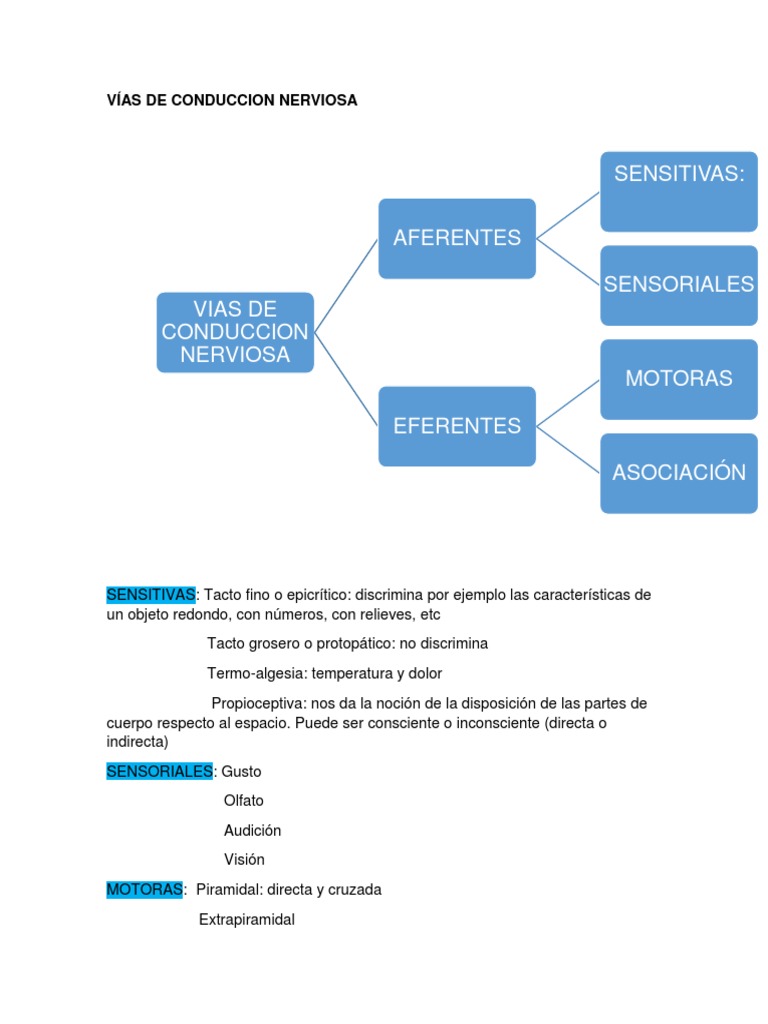 Vias de Conduccion Nerviosa - Nutri | PDF | Tálamo | Neurona