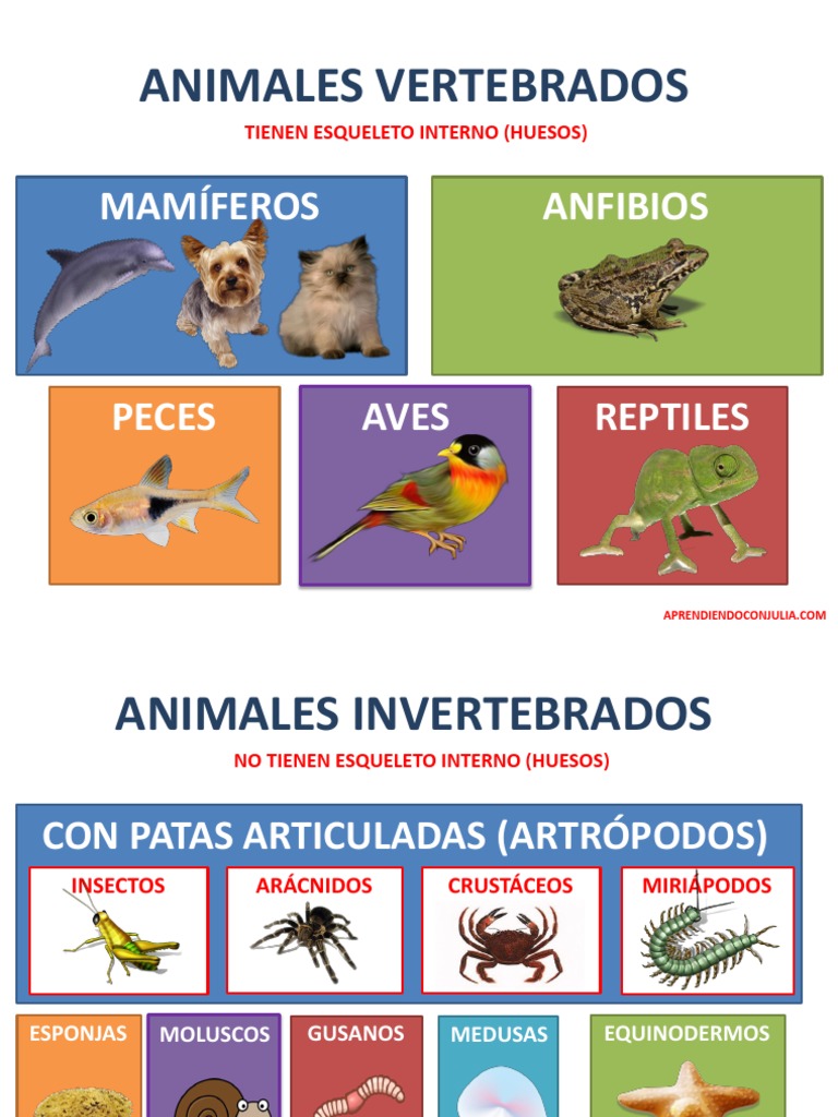 Clasificación de Animales Vertebrados e Invertebrados | PDF