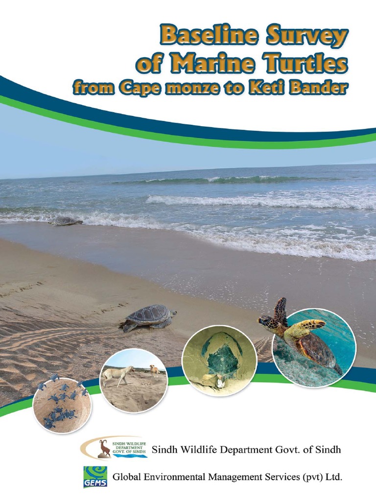Marine Turtle Survey Along The Sindh Coast | PDF | Coral Reef | Sea Turtle