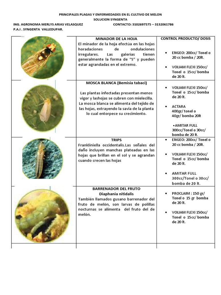 Principales plagas y enfermedades del cultivo de melón y sus ...