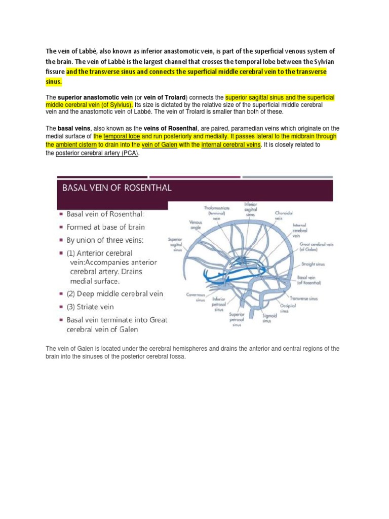 The Vein of Labbé | PDF | Vein | Angiology