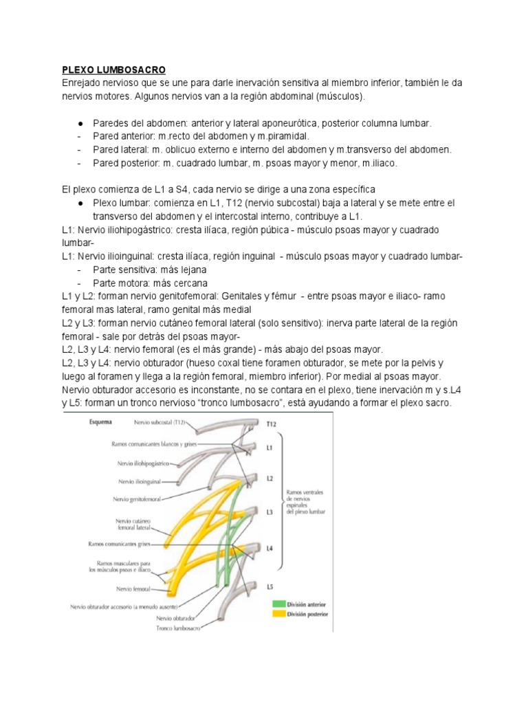 Plexo Lumbosacro | PDF | Abdomen | Sistema musculoesquelético