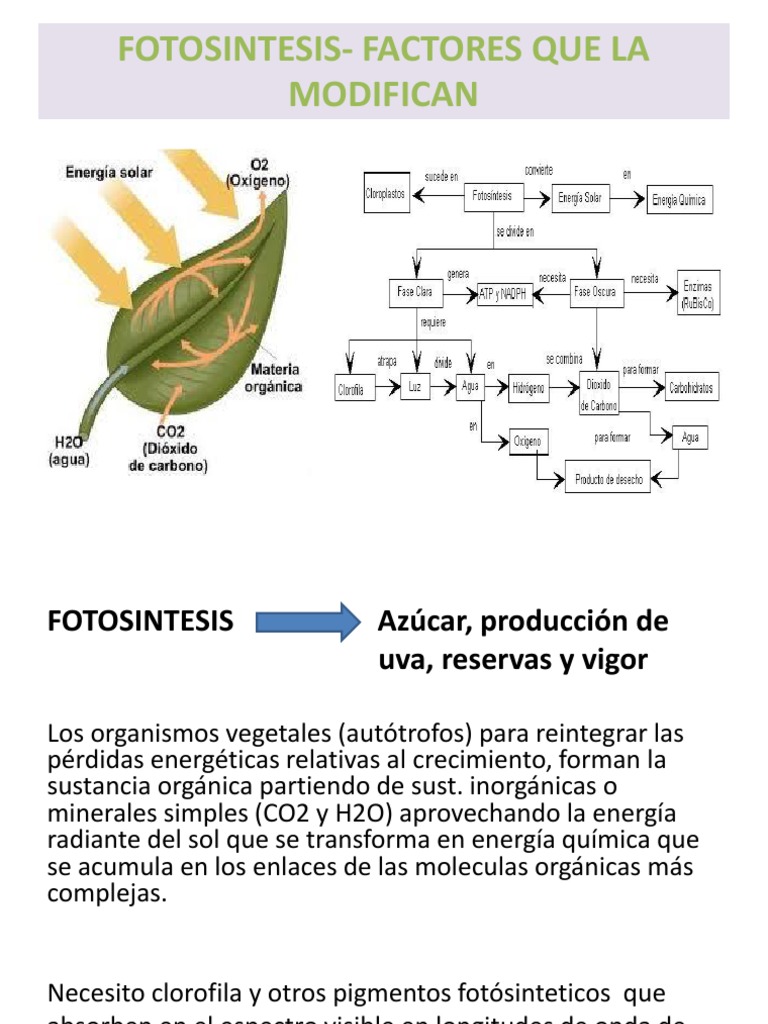 Fotosintesis - Factores Que La Modifican | PDF | Fotosíntesis | Hoja