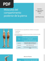 Músculos Posteriores de La Pierna | PDF | Anatomía humana | Tejido suave