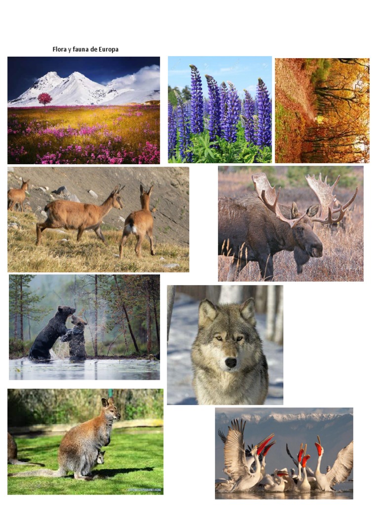 Flora y Fauna de Europa | PDF