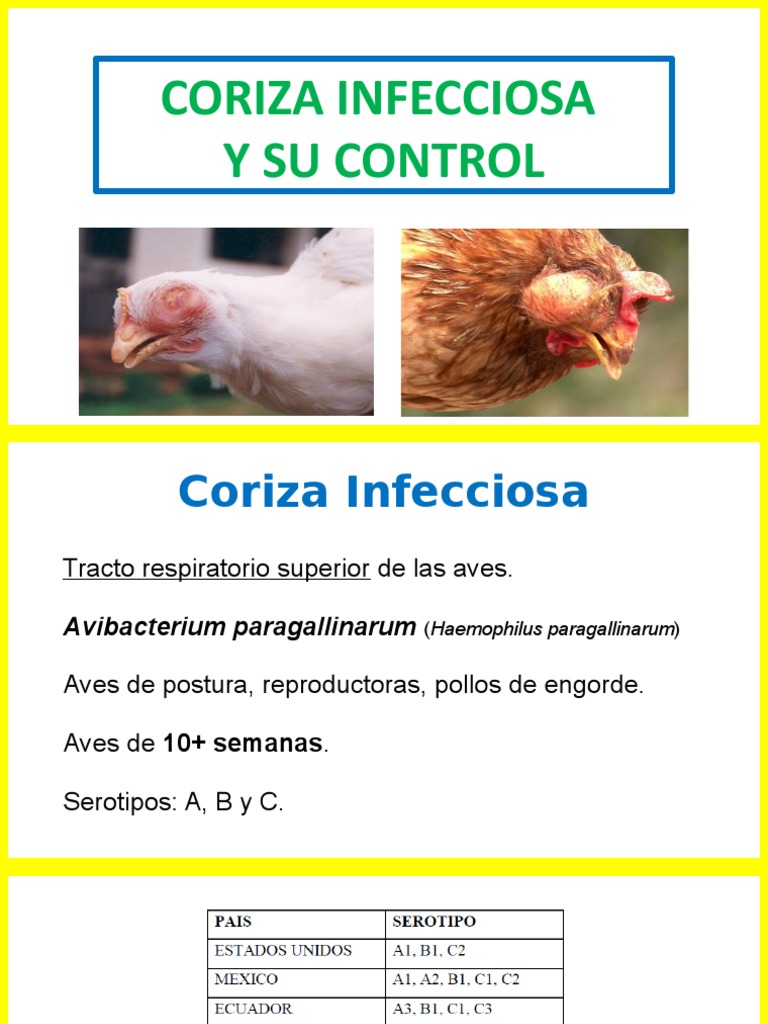 Coriza Infecciosa y Su Control | PDF | Microbiología | Medicina