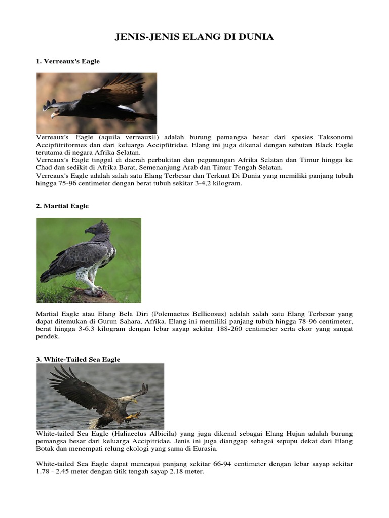 Jenis-Jenis Elang Di Dunia | PDF