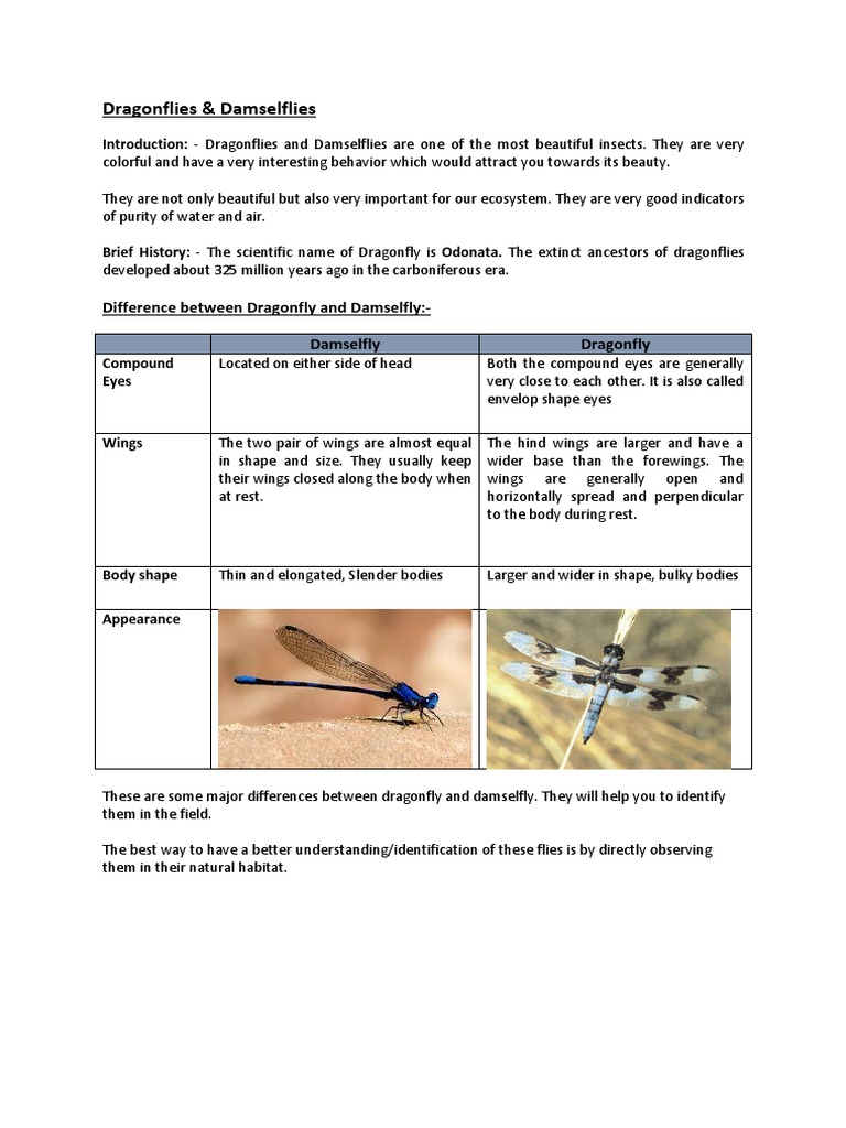 Dragonflies & Damselflies: Difference Between Dragonfly and Damselfly ...