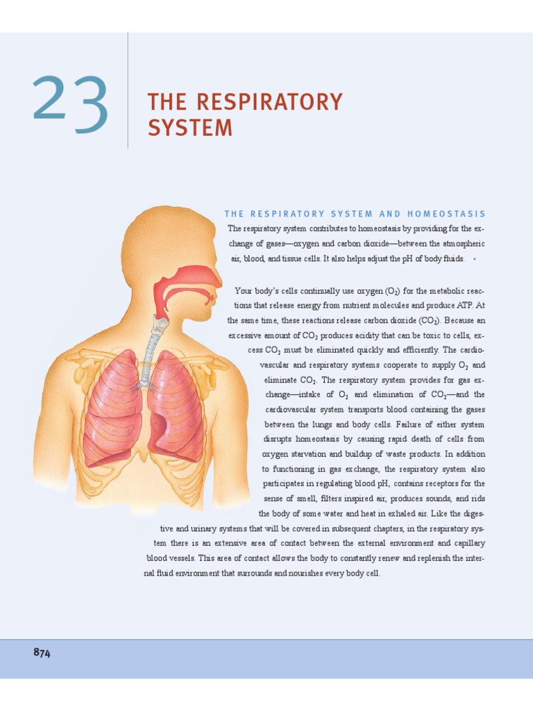 Respiratory System | PDF | Human Nose | Larynx