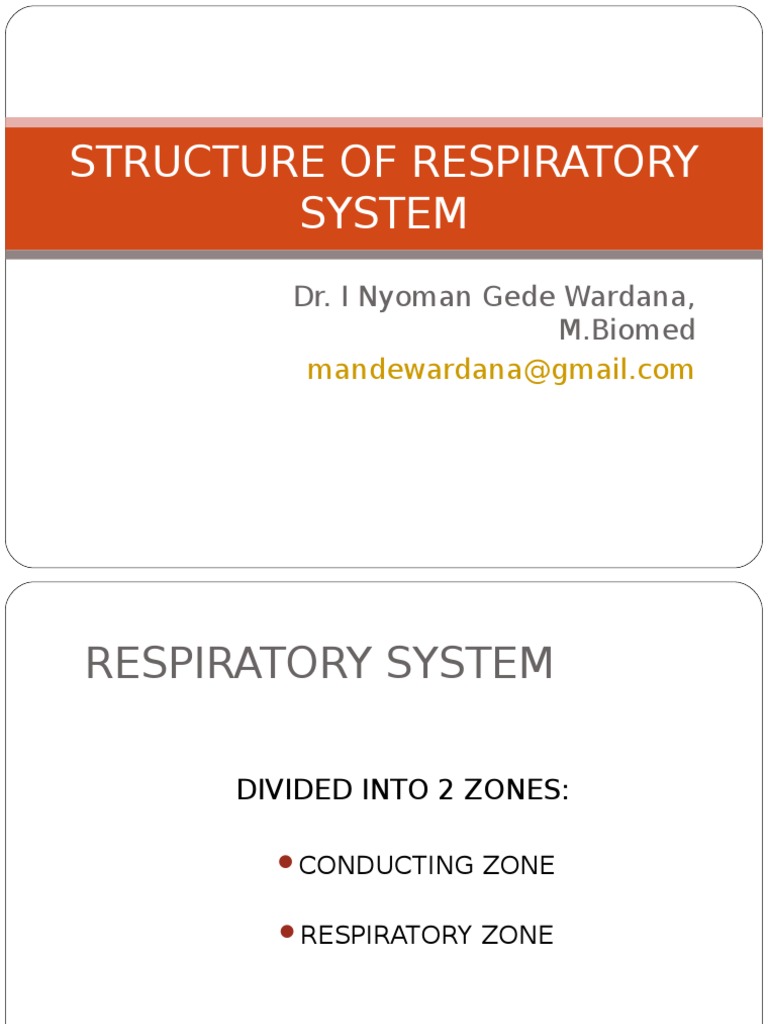 Anatomy of the Respiratory System | PDF | Larynx | Human Nose