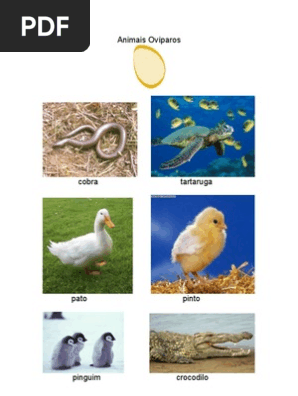 Animais Oviparos Resumo Sobre Animais Vivíparos, Ovíparos E
