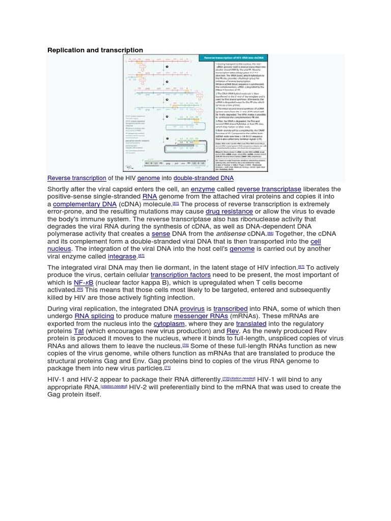 Replication and Transcription: Enzyme Reverse Transcriptase RNA ...