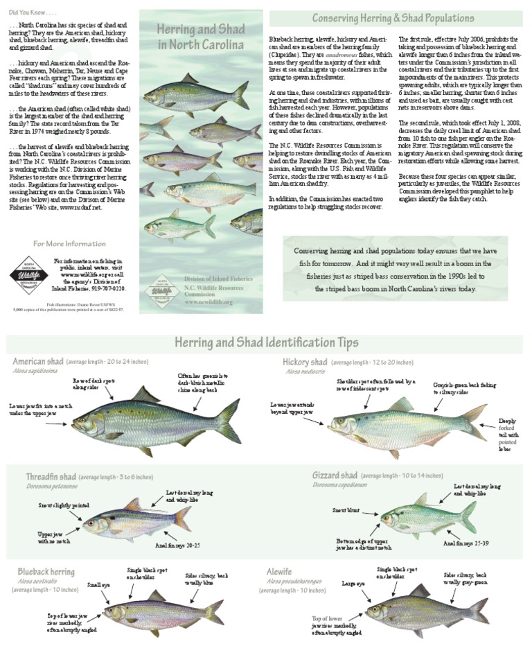 Herring Shad ID Guide SM | PDF | Fish | Fish And Humans