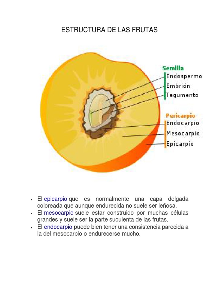 Estructura de Las Frutas | PDF