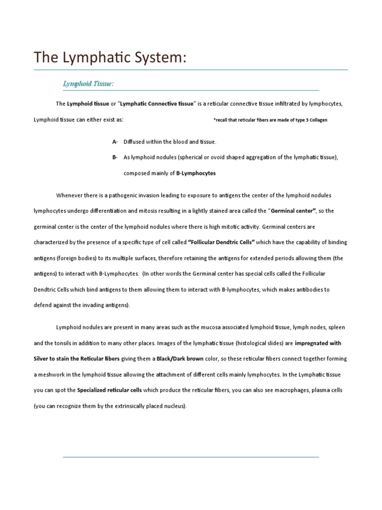 Histology, Lecture 12, The Lymphatic System (LEcture Notes) | PDF ...