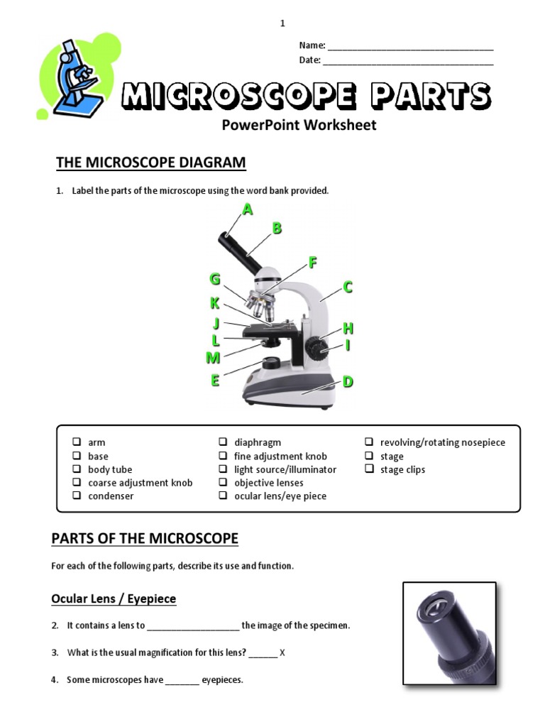 13 - Microscope Parts - PowerPoint Worksheet | PDF | Lens (Optics ...
