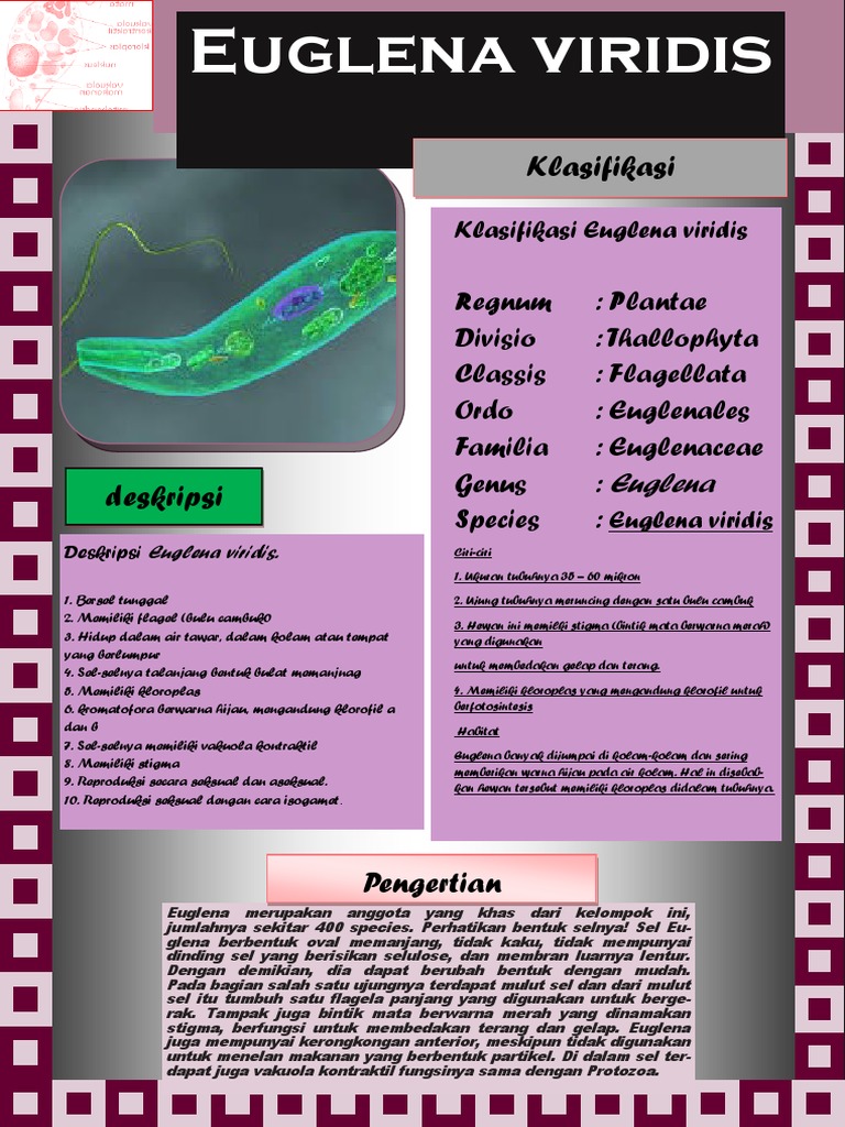 ENSIKLOPEDIA Euglena Viridis | PDF