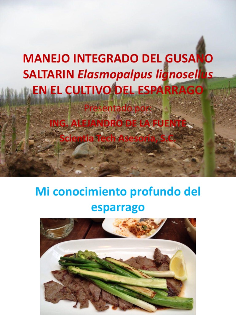Manejo Integrado Del Gusano Saltarin en Esparrago | PDF | Insectos ...