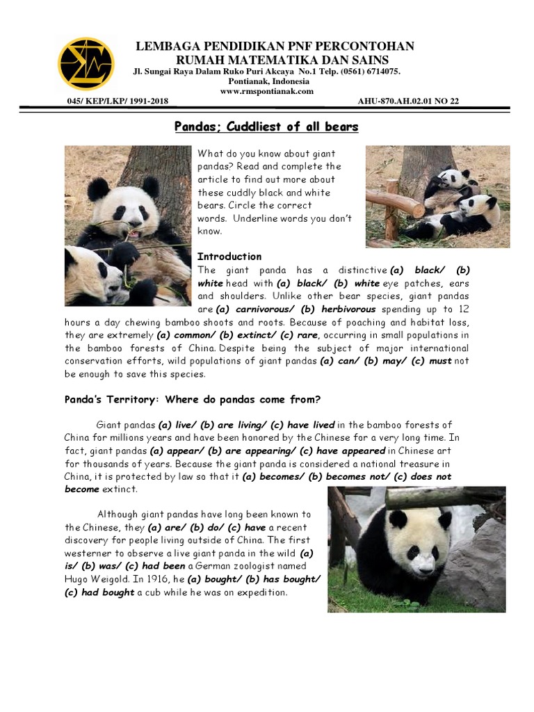 Panda Facts and Conservation Efforts | PDF | Giant Panda | Bears