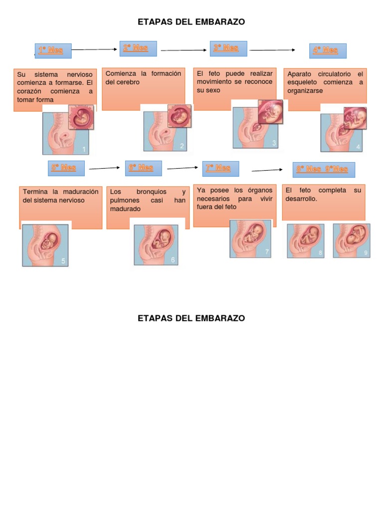 Mapa Conceptual Etapas Del Embarazo | PDF