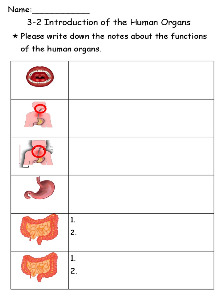 Functions of Human Organs Explained | PDF | Science & Mathematics ...