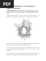 Formato PES | PDF | Especialidades Medicas | Enfermedades y trastornos