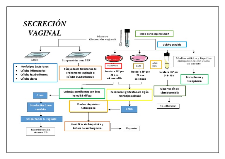 Protocolo de Secrecion Vaginal | PDF