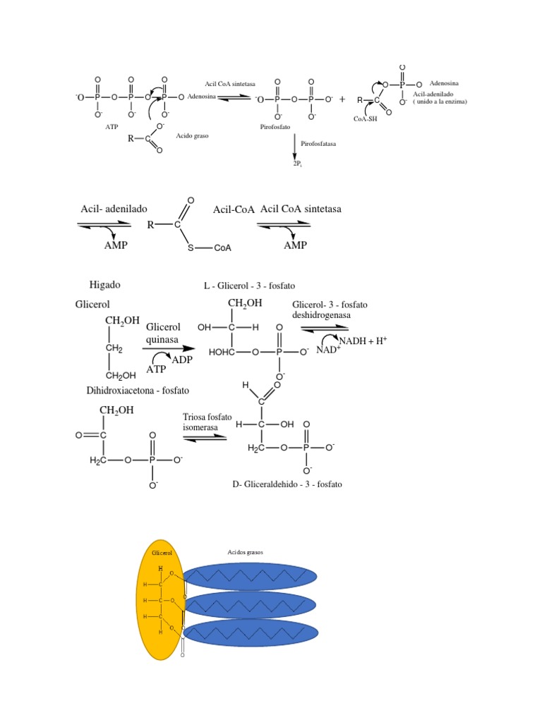 Acil CoA Sintetasa y su Función | PDF | Adenosine Triphosphate ...