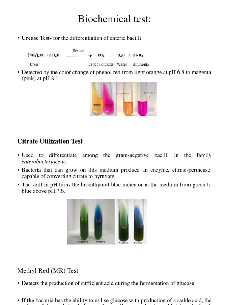 Biochemical Test | PDF | Staphylococcus | Catalase