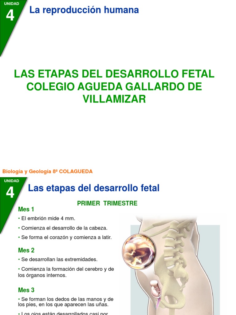 Diapositivas de Etapas Del Embarazo